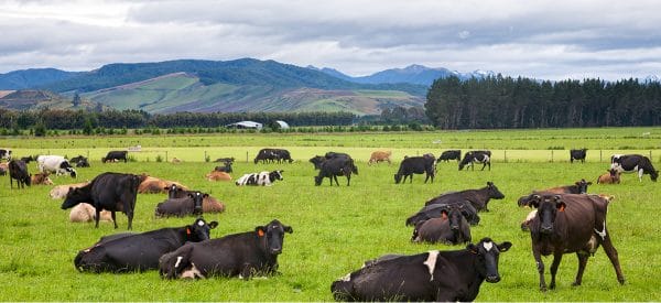 Underlying issues in the Paddock to Plate Phenomenon - Viking Food ...