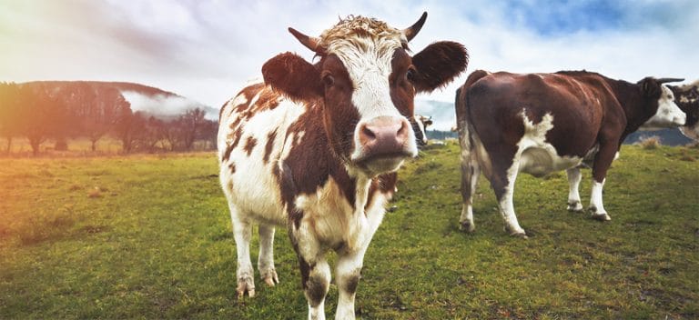 Hormone-Free Meat - What it all means - Viking Food Solutions