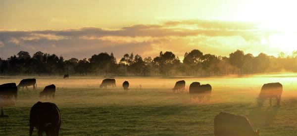 Paddock to Plate - What it all means - Viking Food Solutions